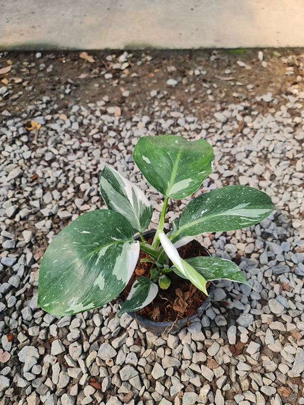 Philodendron White Wizard Variegated - Thiya Garden | Wholesale Rare ...
