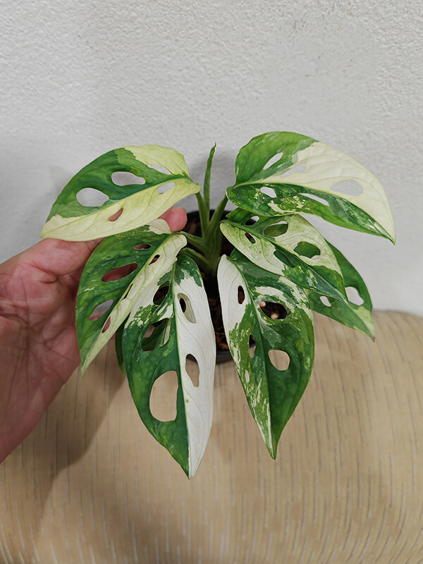 Monster a Mint Variegated 1 leaf node - Thiya Garden | Wholesale Rare ...