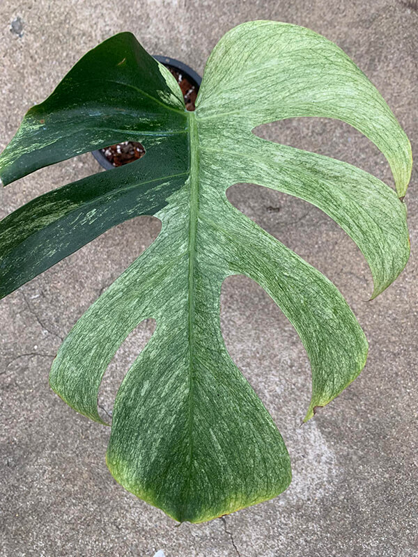 Monster A Mint Variegated 1 Leaf Node Thiya Garden Wholesale Rare And Variegated Plants From 